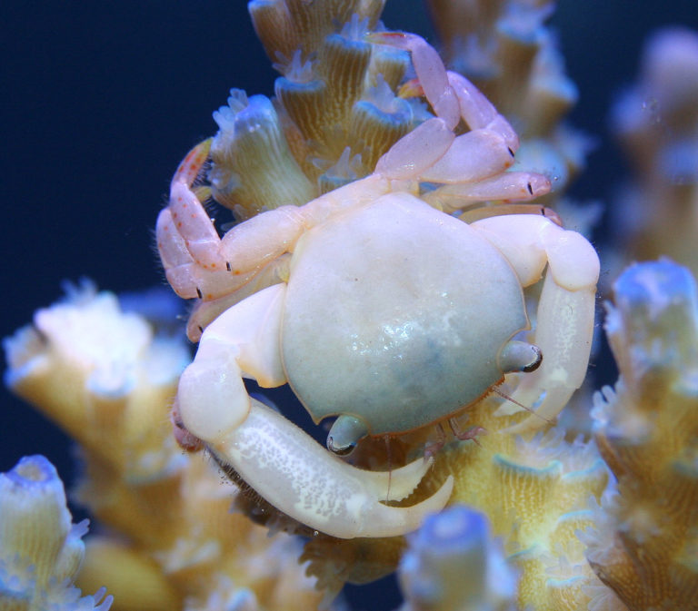Banded Acro Crab - Frag Box Corals