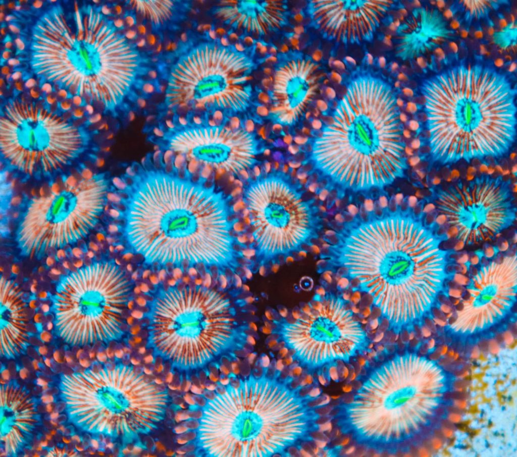 FCC Seduction Zoas Per Head - Frag Box Corals