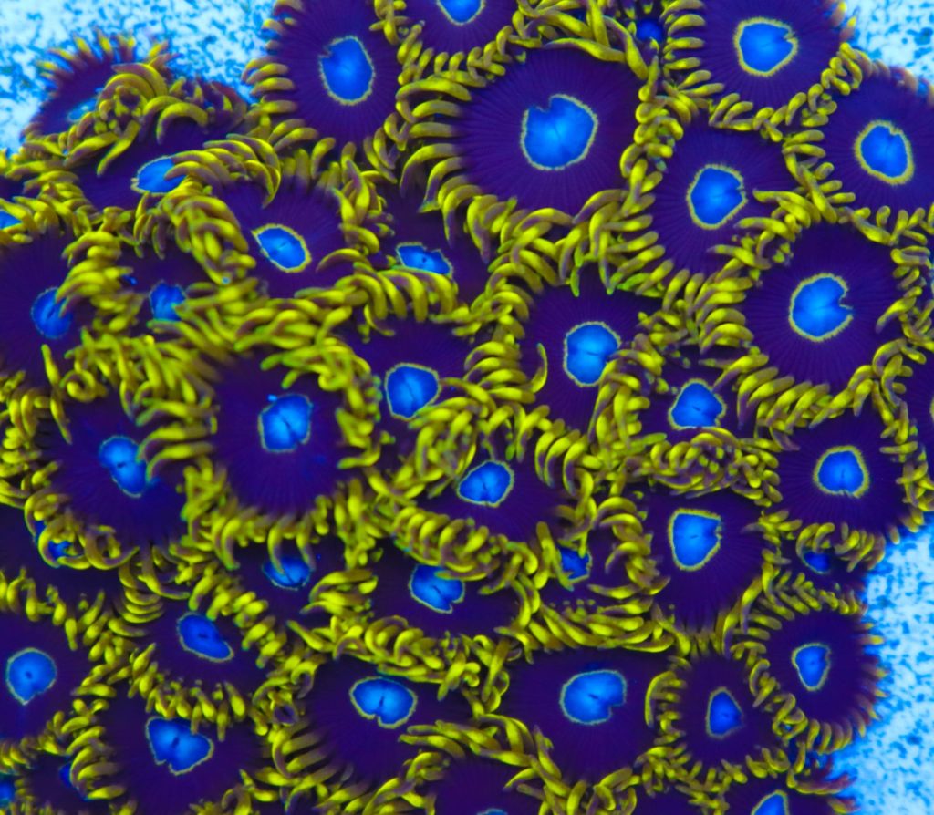 FCC Purple Hornets - Frag Box Corals