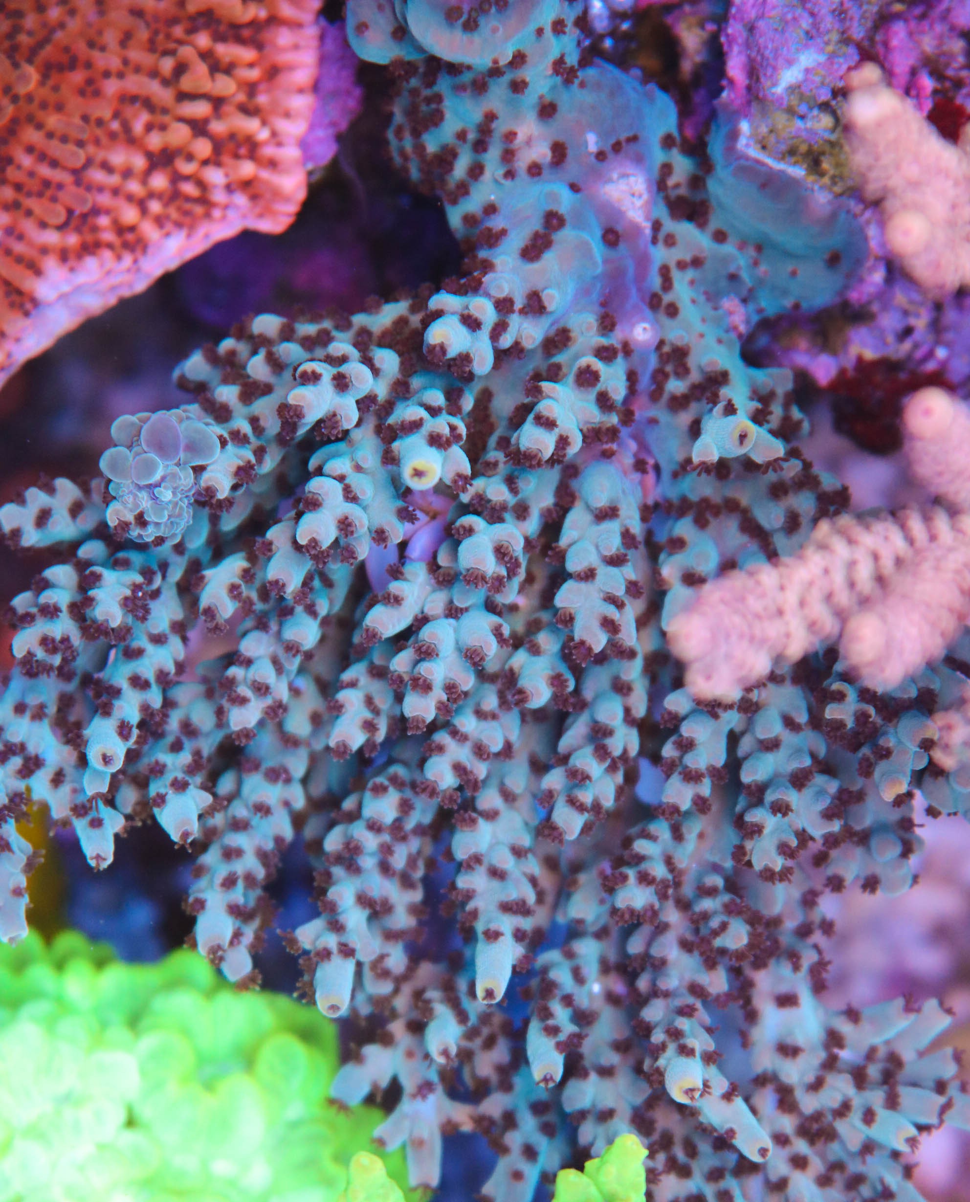 Acropora Growth - Frag Box Corals