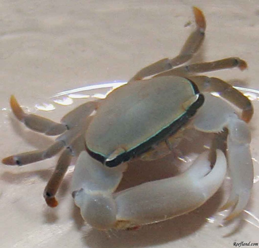 Banded Acro Crab - Frag Box Corals