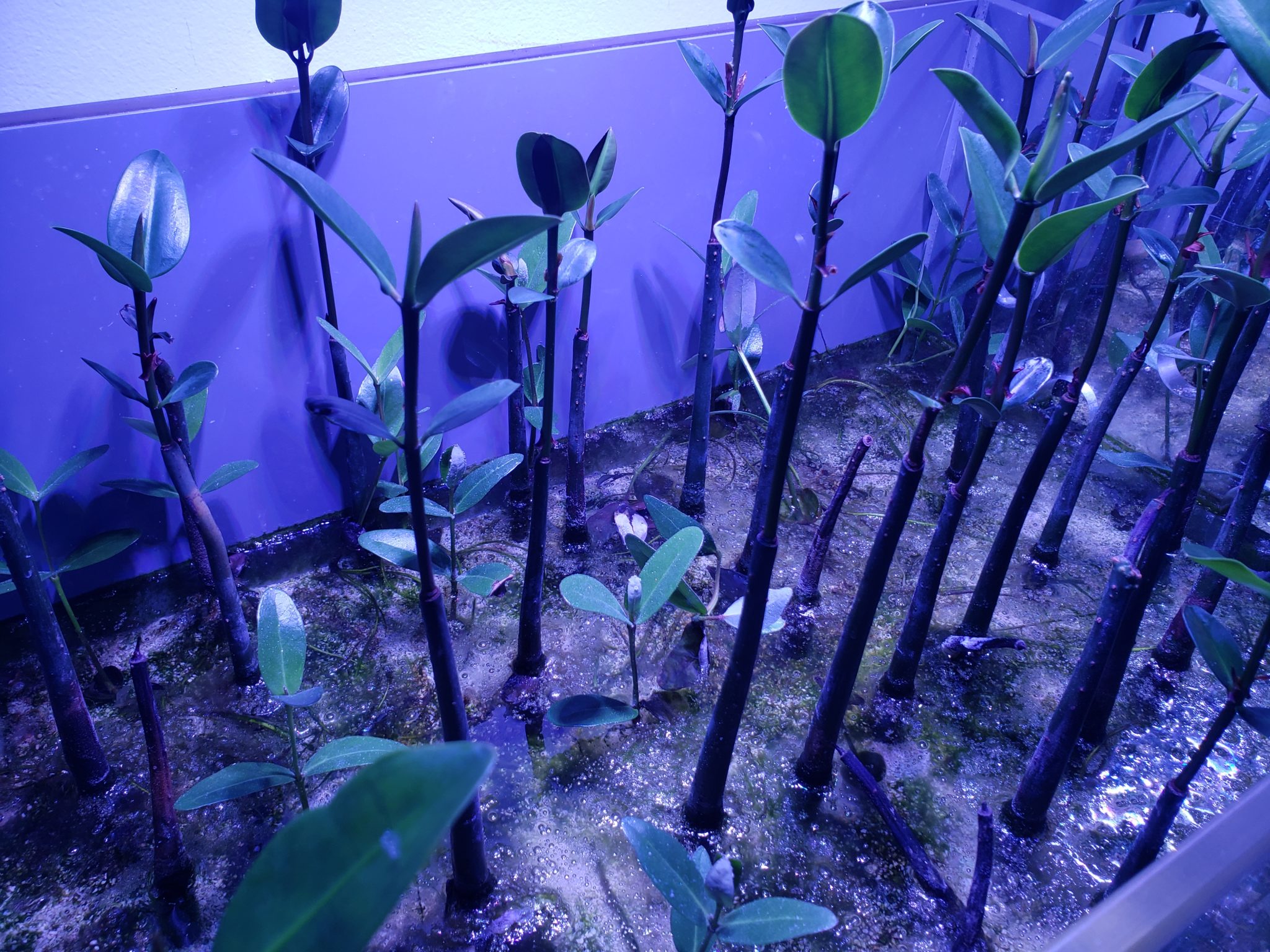 Rooted Sprouted Mangrove - Frag Box Corals