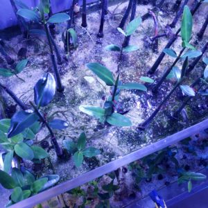 Macro Algae - Reef Tank Macro Algae For Your Refugium.