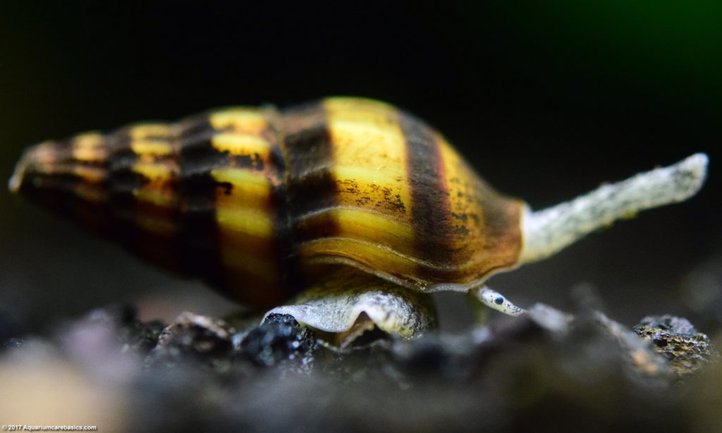 Bumble Bee snail - Available at FragBox