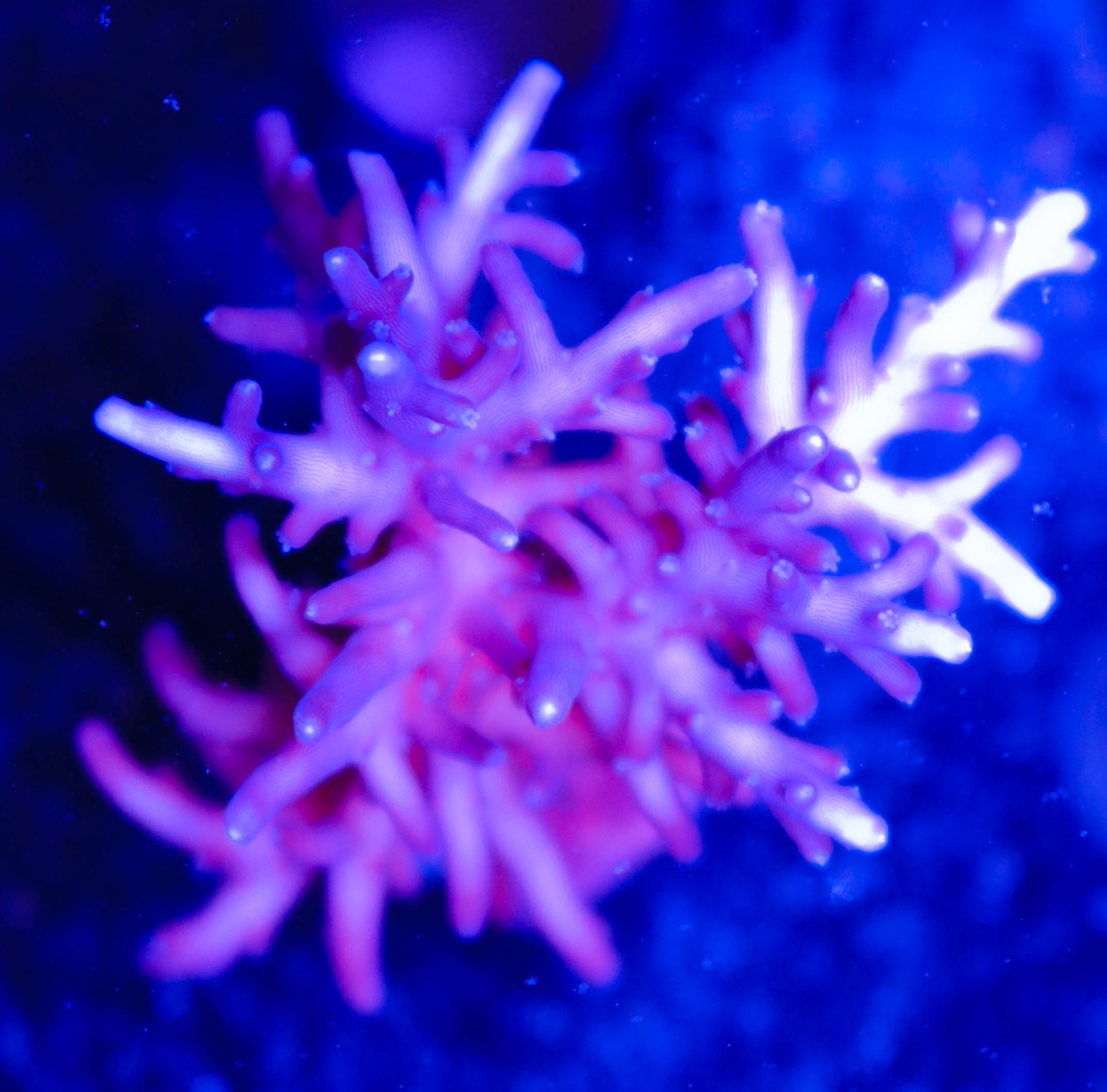 Purple Dragon Acropora - Frag Box Corals