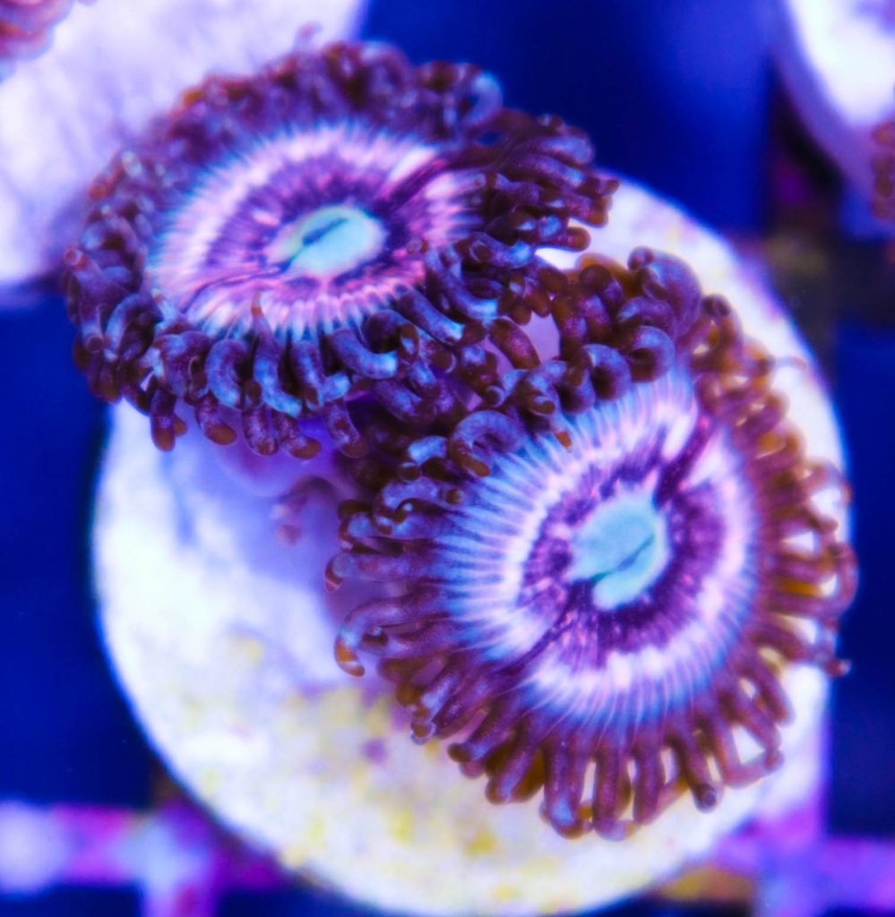Pink Constellation zoas - Frag Box Corals