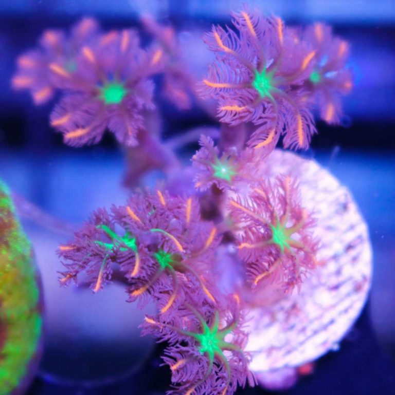Clove Polyps (C100) - Frag Box Corals
