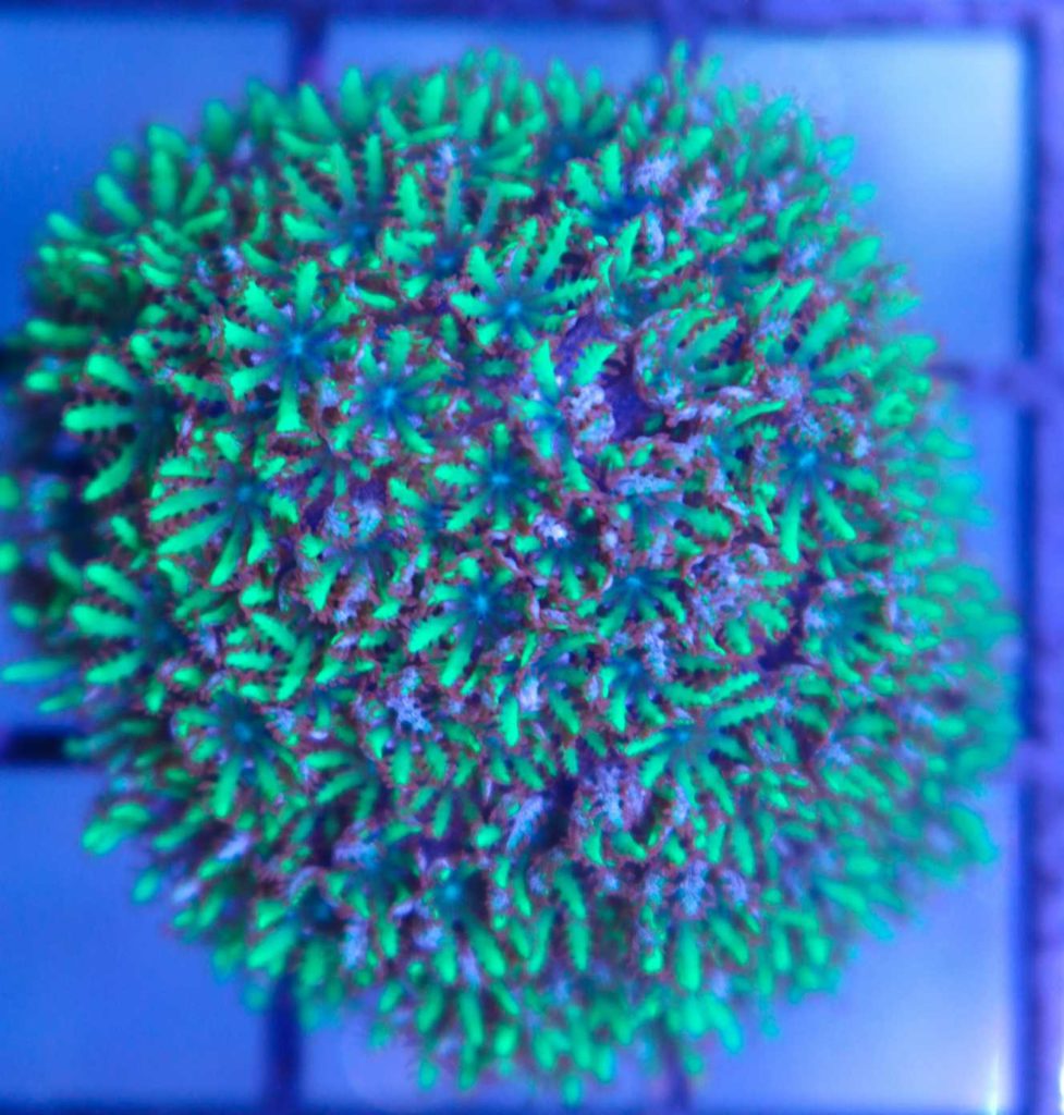 Blue Sympodium Coral - Frag Box Corals