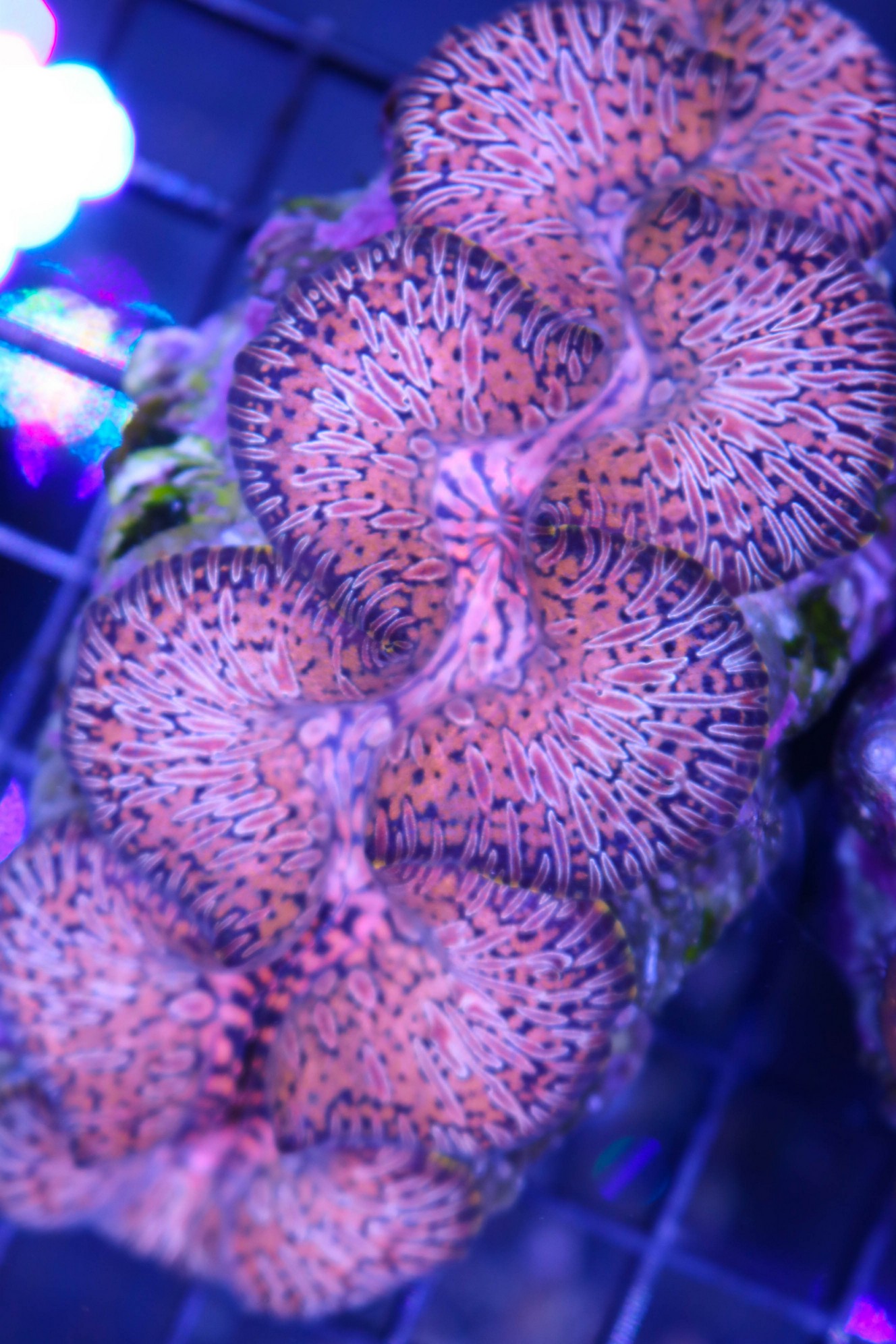 Tiger Maxima Clam - Frag Box Corals