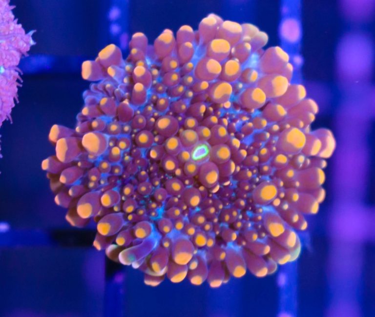 Florida Ricordea Coral Care - Frag Box Corals