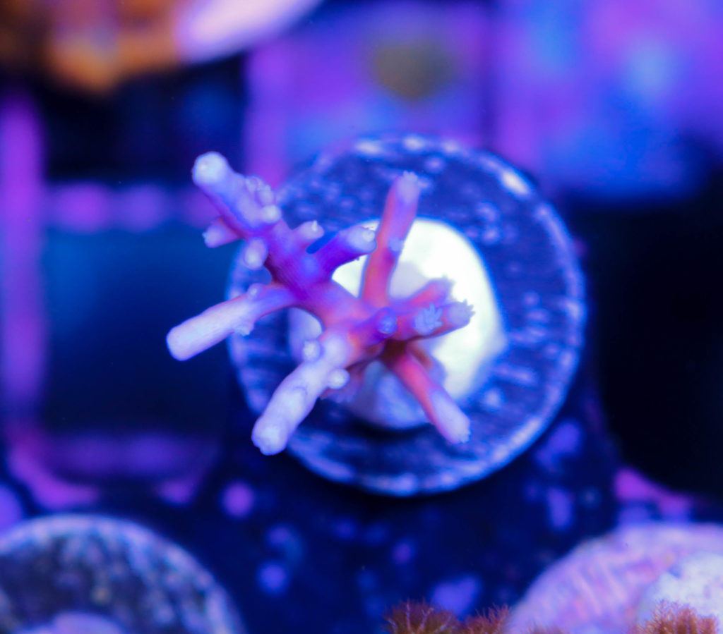 Blue Dragon Acropora - Frag Box Corals