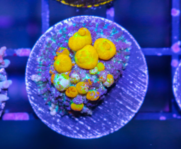 OG Bounce Mushroom - Frag Box Corals