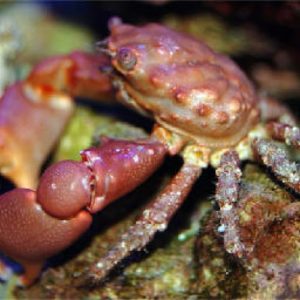 Red Emerald Crab (Mithrax sculptus) - Clean Up Crew Memeber