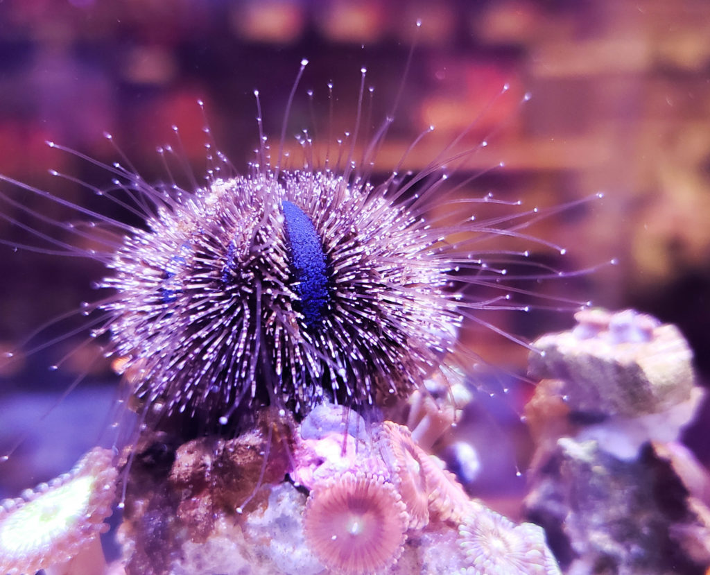 Tuxedo Urchin - Algae Destroyer For Your Clean Up Crew