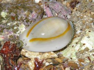 Cowrie Snail *completely reef safe* - Frag Box Corals