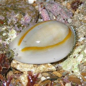 Cowrie Snail *completely reef safe* - Frag Box Corals