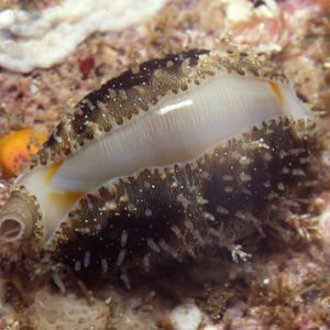 Cowrie Snail *completely reef safe* - Frag Box Corals
