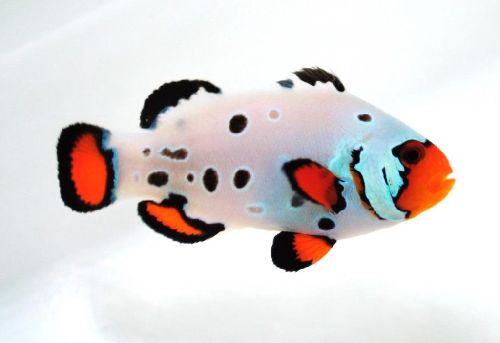 Frostbite Clownfish - Frag Box Corals