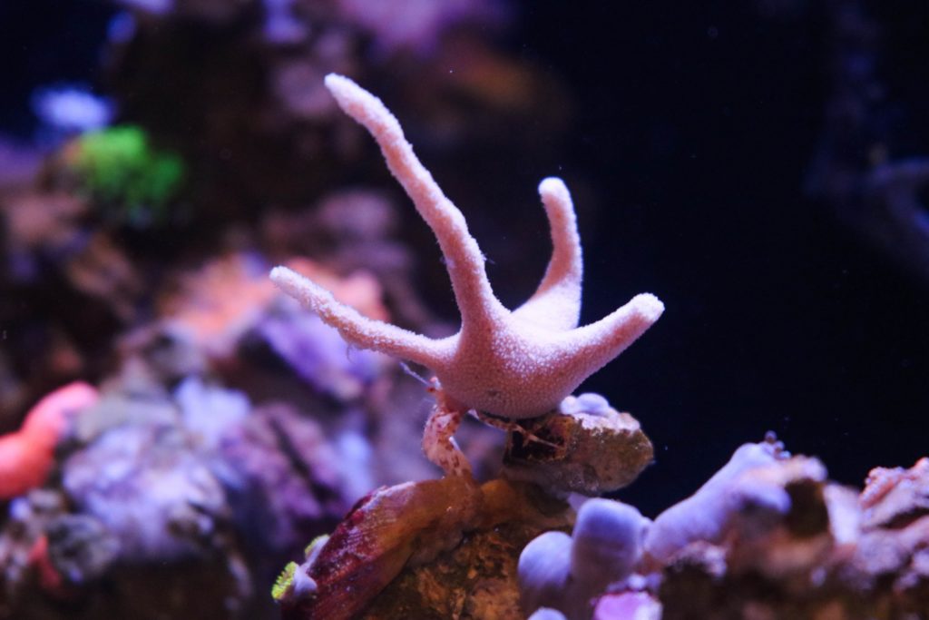 Staghorn Hermit Crab - One of the most usnual hermit crabs
