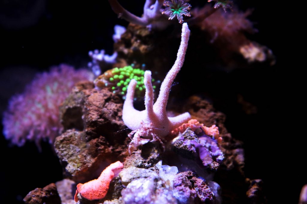 Staghorn Hermit Crab - One of the most usnual hermit crabs