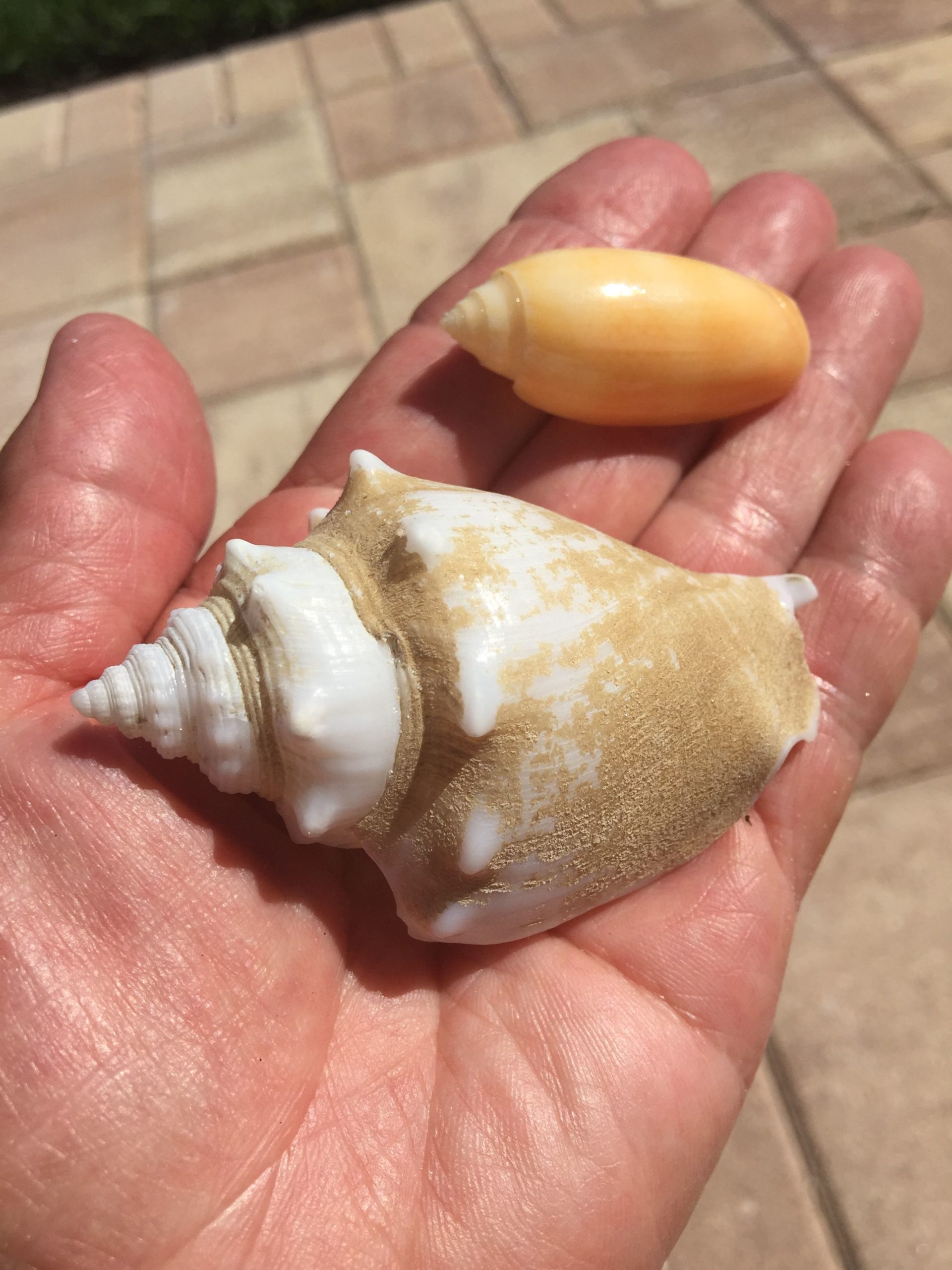 Fighting Conch - Frag Box