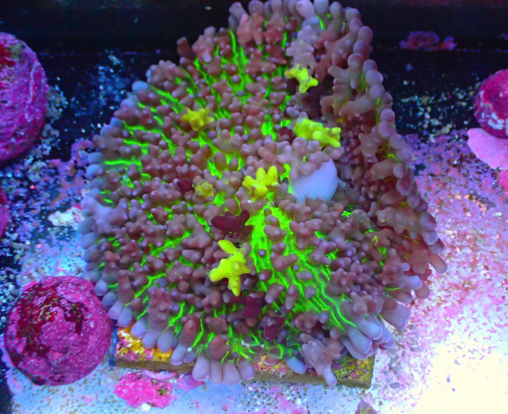 fire mushroom coral - Frag Box Corals