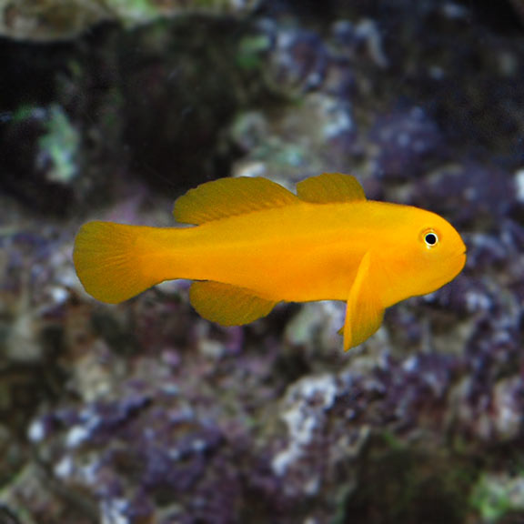 captive bred yellow clown goby - Frag Box Corals