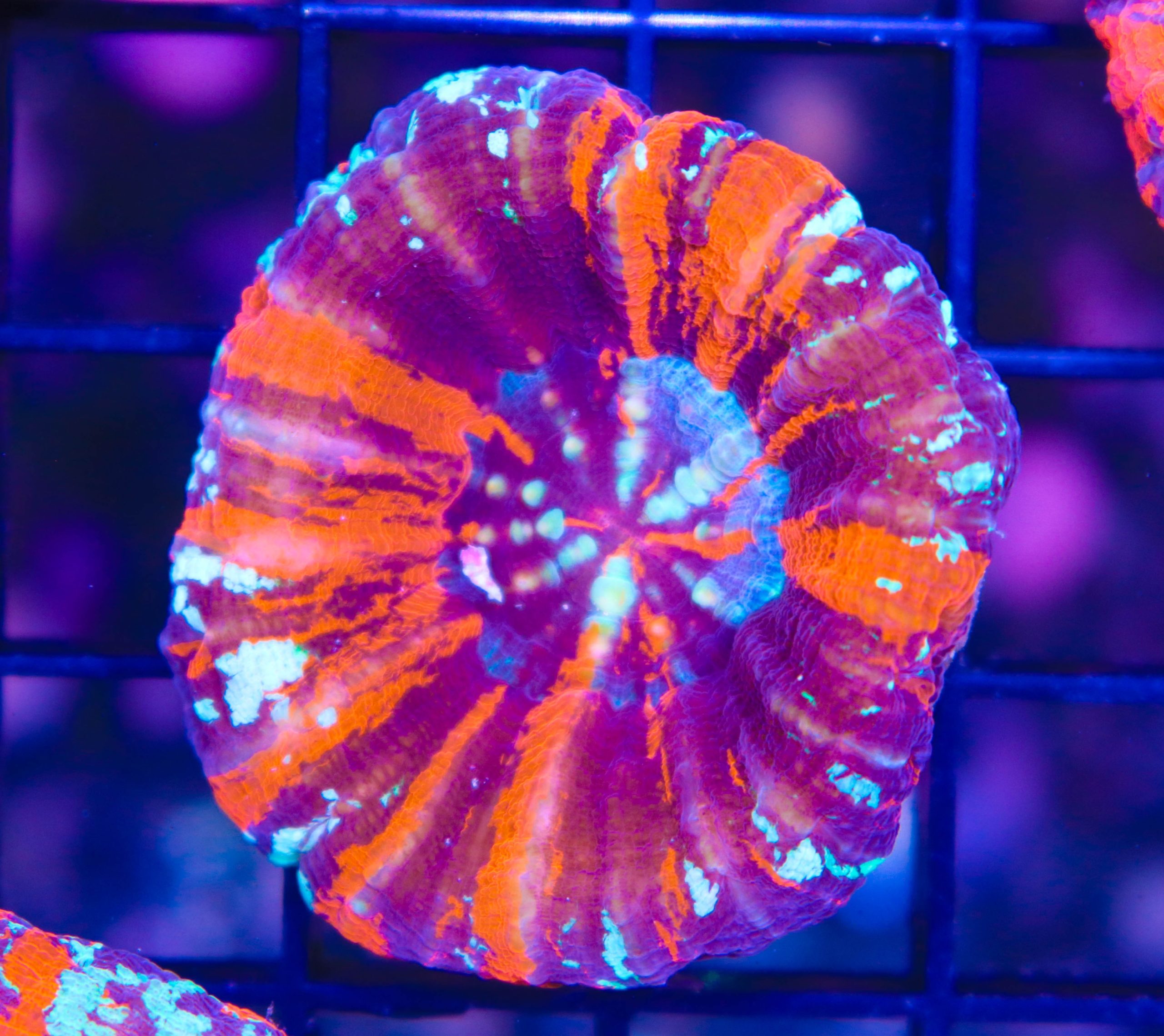 Scolymia Australis - Frag Box Corals