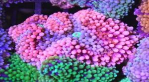 Florida Ricordea Coral Care - Frag Box Corals