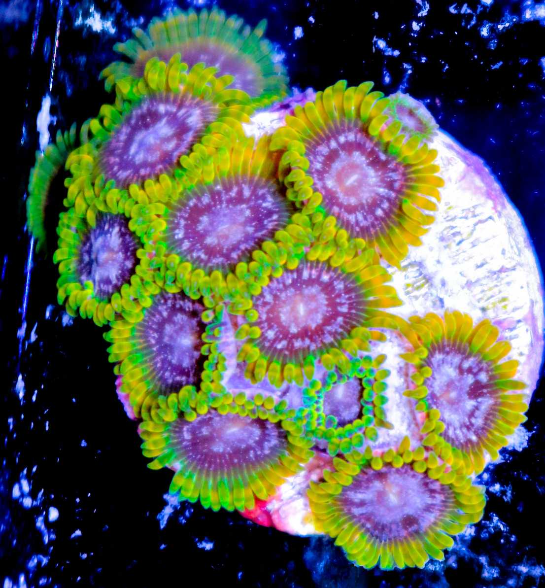 Designer Zoas - Frag Box Corals