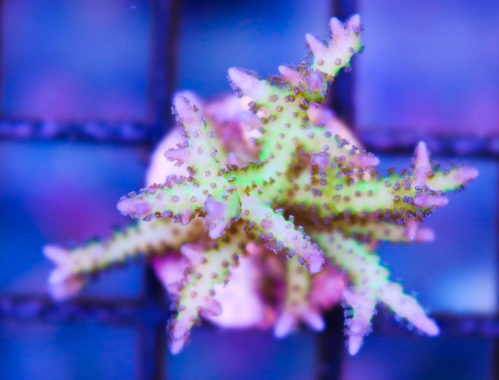 Ponape Birdsnest - Frag Box Corals