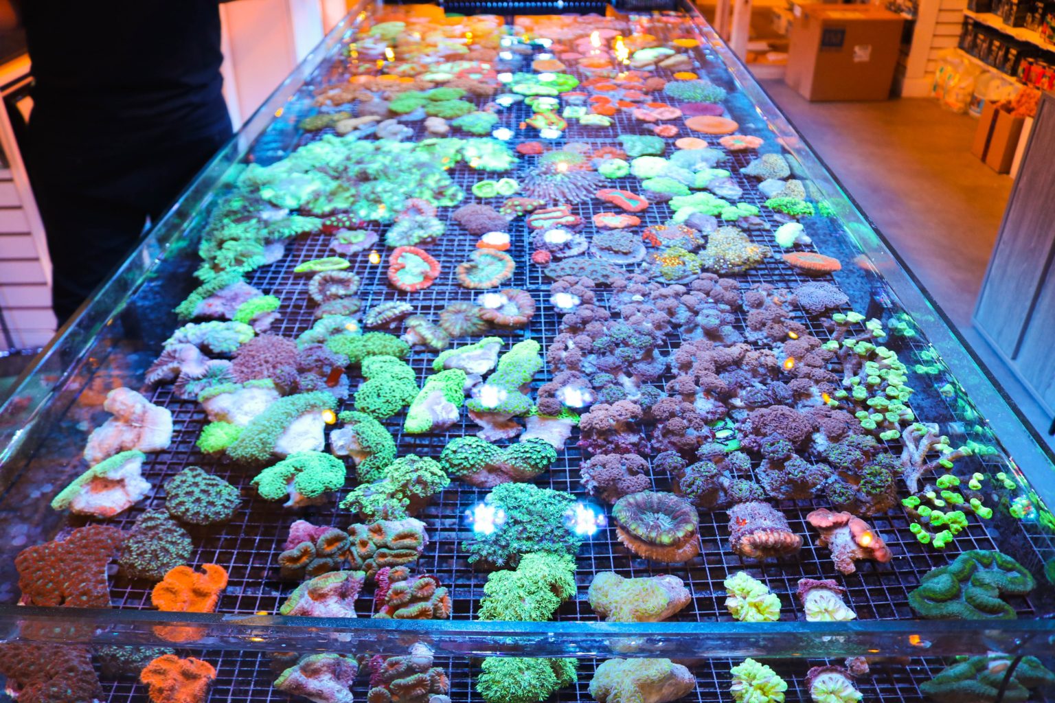 Canada Corals - Frag Box Corals
