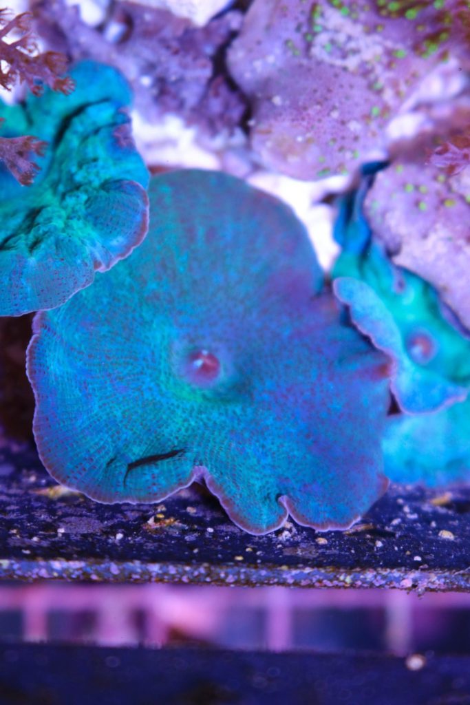 Metallic Blue Mushroom Coral (Row #68) - Frag Box Corals