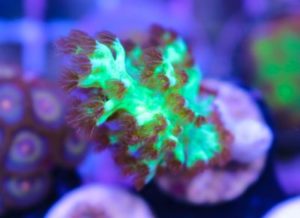 Nepthea Leather Coral Care - Frag Box Corals