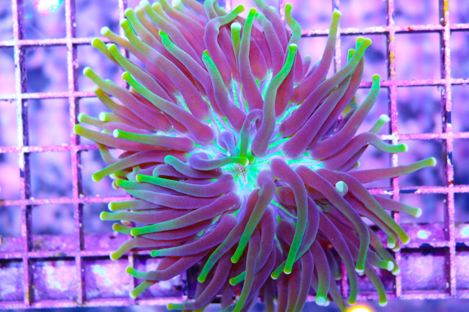 Long Tentacle Plate Coral - Frag Box Corals