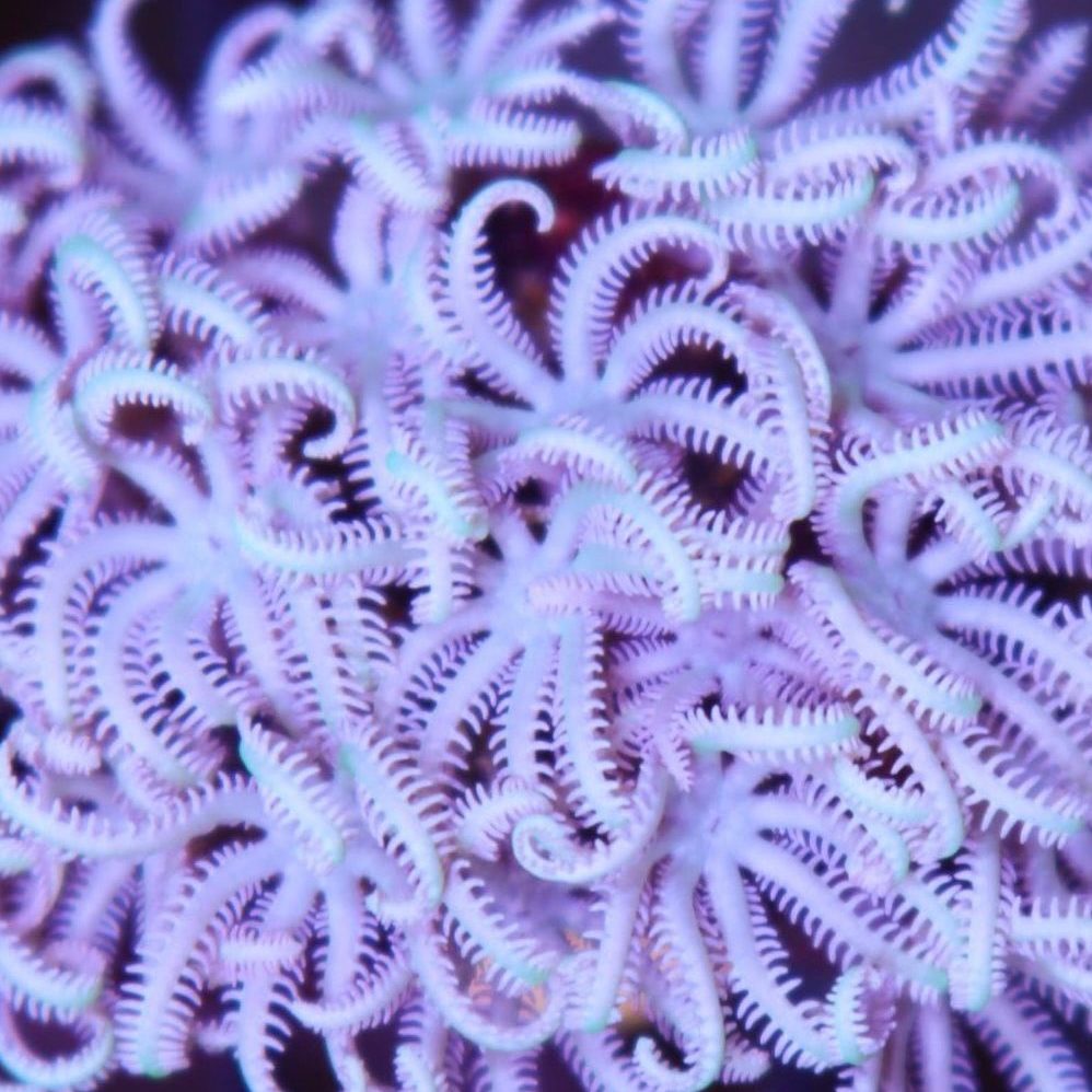 Coralwiki - Information on caring and keeping salt water corals in reef ...