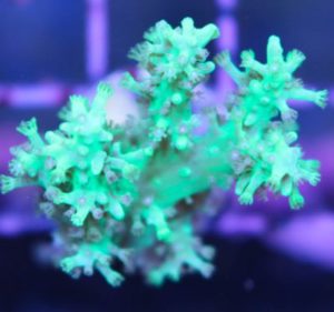 Nepthea Leather Coral Care - Frag Box Corals