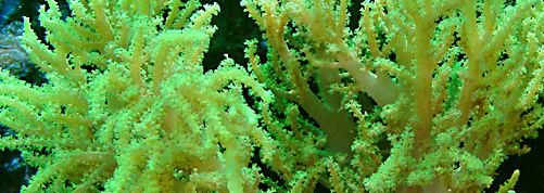 nephthea-b37e72e9-cc39-43ef-b9be-77aa6821370-resize-750 - Frag Box Corals