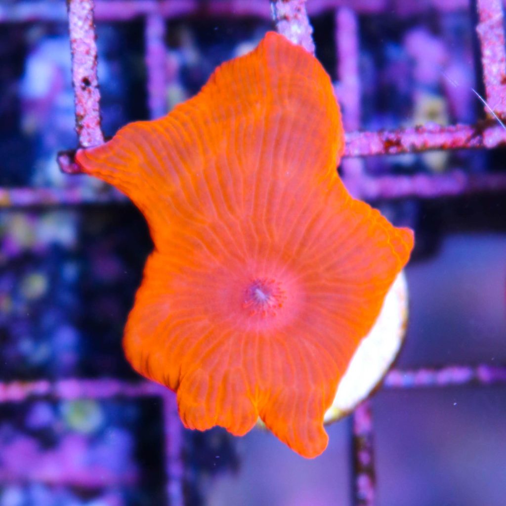 Afterburner Mushroom - Frag Box Corals