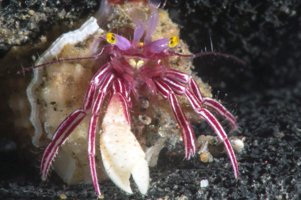 Zebra Hermit - Frag Box Corals