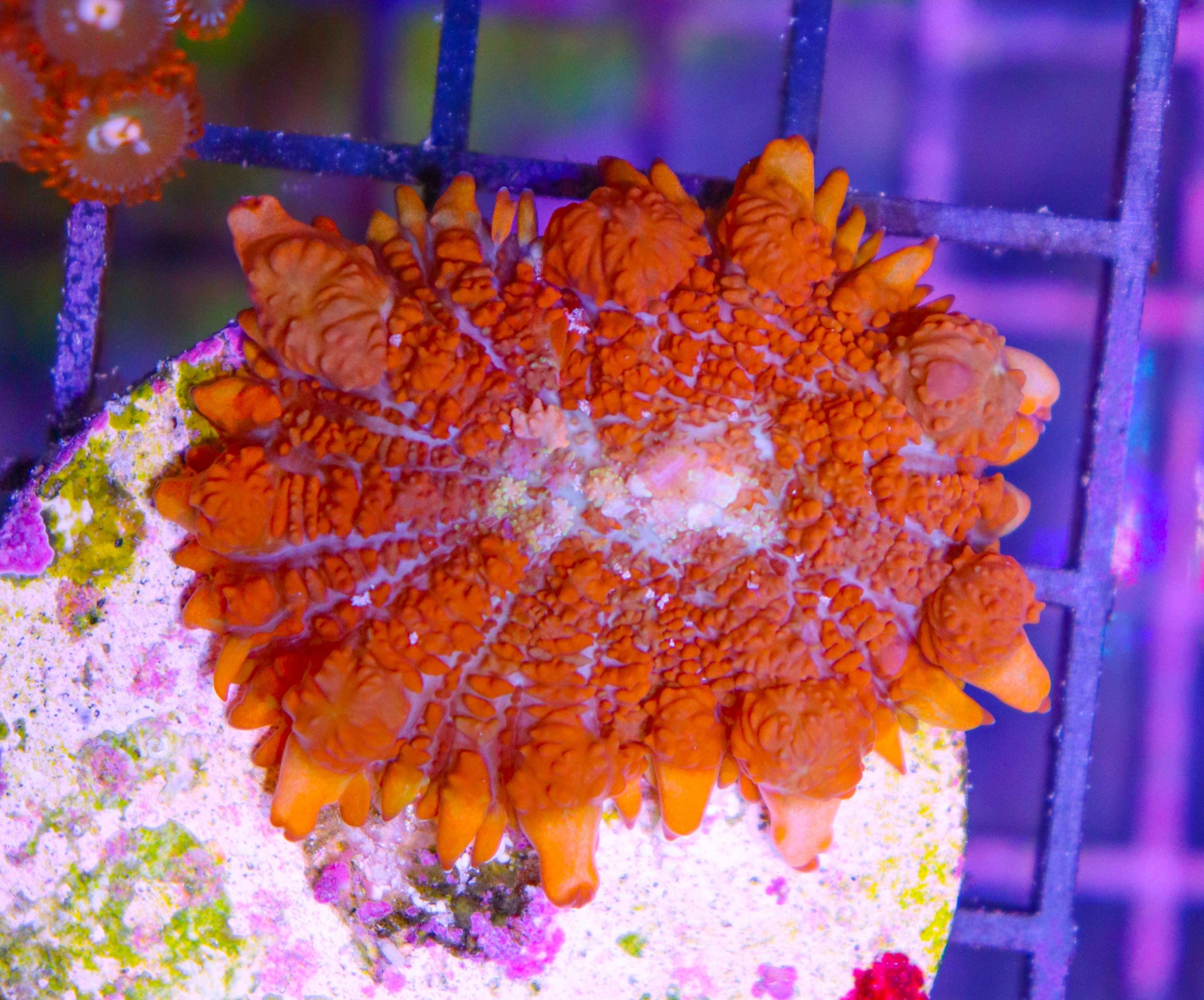 Flame thrower bounce mushroom - Frag Box Corals