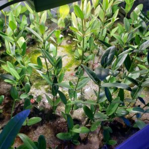 Macro Algae - Reef Tank Macro Algae For Your Refugium.