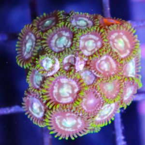 Coral Frags Canada: online coral frags for reef tanks in Canada