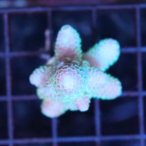 Coral Frags Canada: online coral frags for reef tanks in Canada