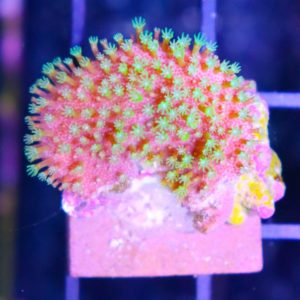 Coral Frags Canada: online coral frags for reef tanks in Canada