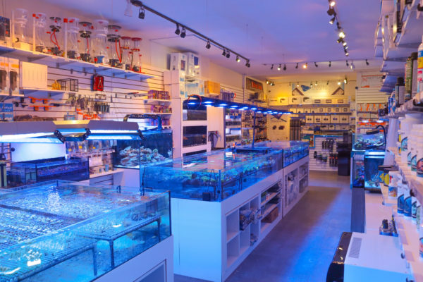 Toronto's Best Aquarium Store and Saltwater Corals