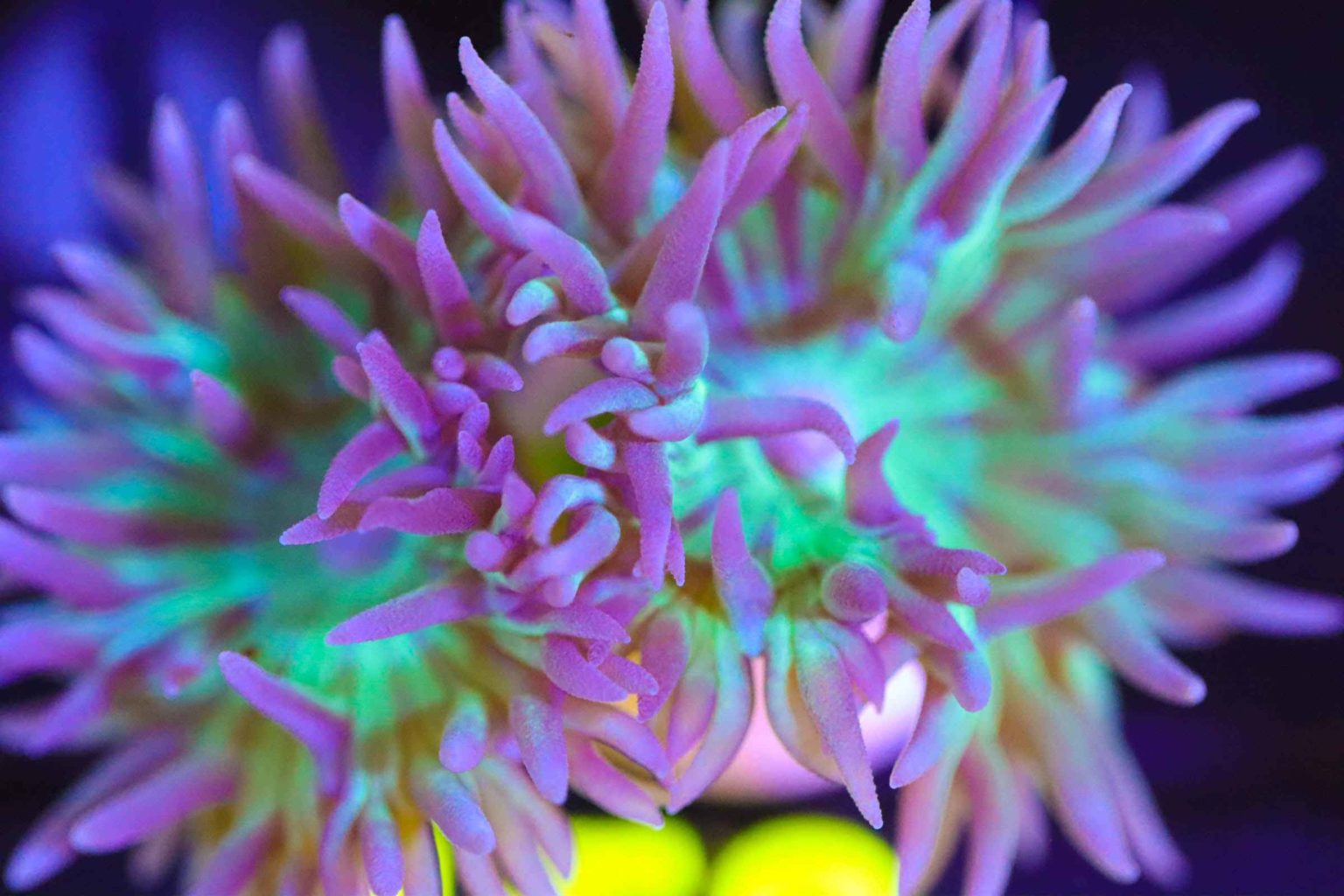 Duncan Coral Frag [Video Inside] - Frag Box Corals
