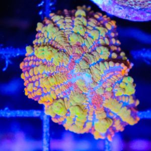 Coral Frags Canada: online coral frags for reef tanks in Canada