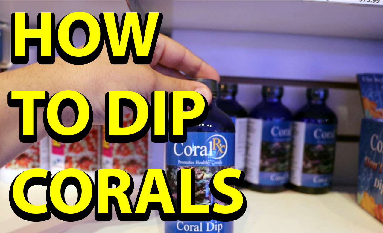 How To Dip Corals - Frag Box Corals