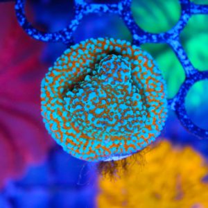 Coral Frags Canada: online coral frags for reef tanks in Canada